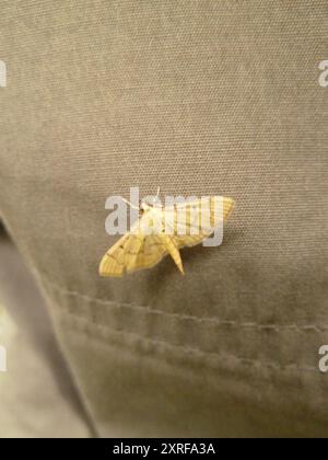 Pearl Moths (Spilomelinae) Insecta Stock Photo - Alamy