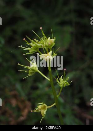 (Heloniopsis umbellata) Plantae Stock Photo - Alamy