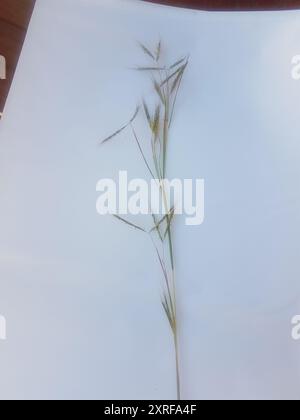 thatching grass (Hyparrhenia hirta) Plantae Stock Photo - Alamy