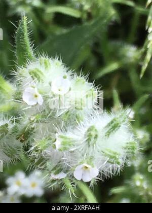 Annual Cryptanthas (Cryptantha) Plantae Stock Photo - Alamy