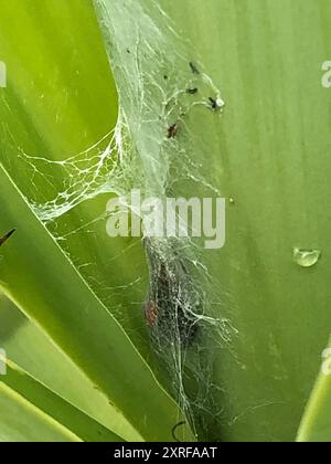 Phoenix Jumping Spider (Phidippus phoenix) Arachnida Stock Photo - Alamy