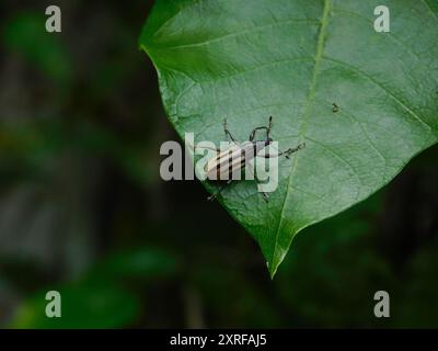 Diaprepes Root Weevil (Diaprepes abbreviatus) Insecta Stock Photo - Alamy