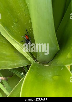 Phoenix Jumping Spider (Phidippus phoenix) Arachnida Stock Photo - Alamy