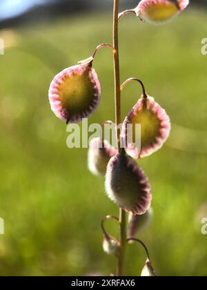 sand fringepod (Thysanocarpus curvipes) Plantae Stock Photo - Alamy
