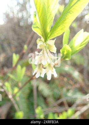 Osoberry (Oemleria cerasiformis) Plantae Stock Photo - Alamy