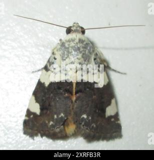 Square Spot Droplet (Acontia trychaenoides) Insecta Stock Photo - Alamy