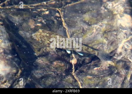 Sheepshead Minnow (Cyprinodon variegatus) Actinopterygii Stock Photo ...