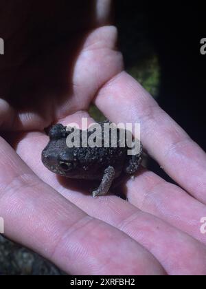Eastern Spadefoot (Scaphiopus holbrookii) Amphibia Stock Photo - Alamy