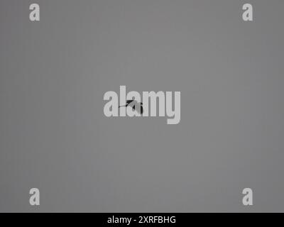 Bicolored Hawk (Accipiter bicolor) Aves Stock Photo - Alamy