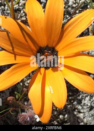 Cape marigold (Dimorphotheca sinuata) Plantae Stock Photo - Alamy