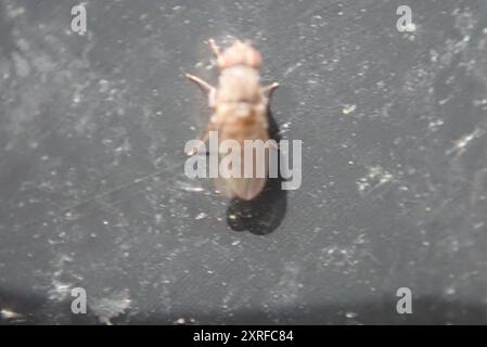 (Drosophila repleta) Insecta Stock Photo - Alamy