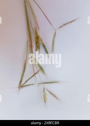 thatching grass (Hyparrhenia hirta) Plantae Stock Photo - Alamy