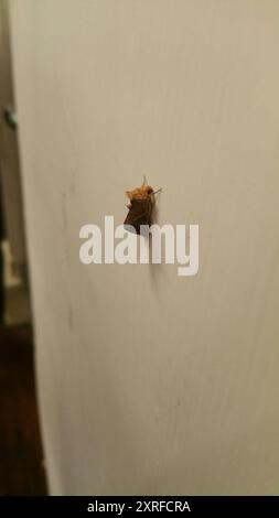 (Miresa kwangtungensis) Insecta Stock Photo - Alamy