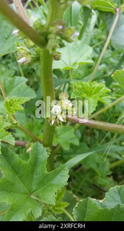 cheeseweed mallow (Malva parviflora) Plantae Stock Photo - Alamy
