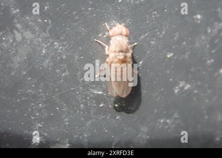 (Drosophila repleta) Insecta Stock Photo - Alamy