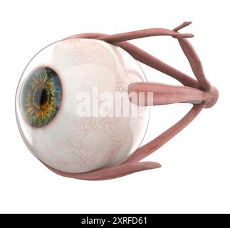 Human Eye Muscles Isolated Stock Photo - Alamy