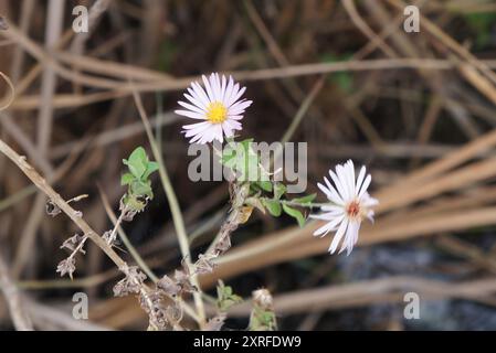 Climbing Aster (Ampelaster carolinianus) Plantae Stock Photo - Alamy