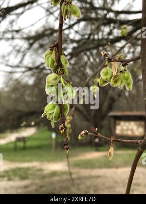 American elm (Ulmus americana) Plantae Stock Photo - Alamy