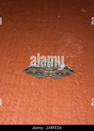 Tissue Moth (Triphosa haesitata) Insecta Stock Photo - Alamy