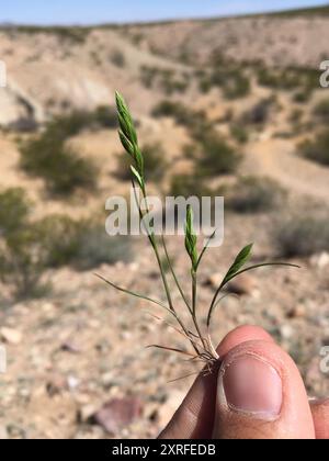 Sixweeks Fescue (Vulpia octoflora) Plantae Stock Photo - Alamy