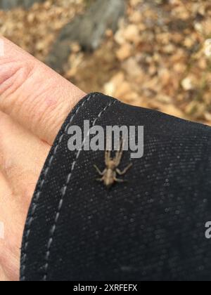 Octopus Spiders (Tmarus) Arachnida Stock Photo - Alamy