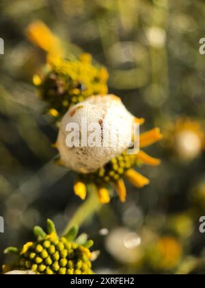 Spittlebugs and Froghoppers (Cercopoidea) Insecta Stock Photo - Alamy