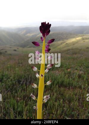 desert candle (Caulanthus inflatus) Plantae Stock Photo - Alamy