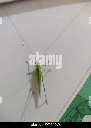 (Conocephalus longipes) Insecta Stock Photo - Alamy
