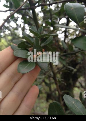 (Castela coccinea) Plantae Stock Photo - Alamy
