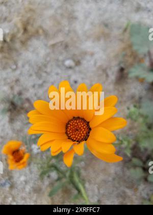 Cape marigold (Dimorphotheca sinuata) Plantae Stock Photo - Alamy