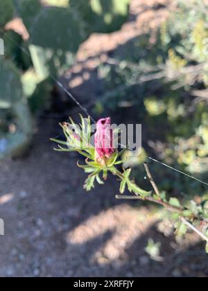 desert rosemallow (Hibiscus coulteri) Plantae Stock Photo - Alamy