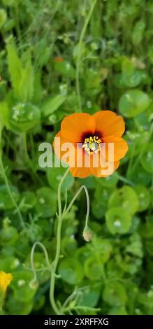 wind poppy (Papaver heterophyllum), Plantae, Torrey Pines State Natural ...