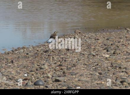 Buff-winged Cinclodes (Cinclodes fuscus) Aves Stock Photo - Alamy