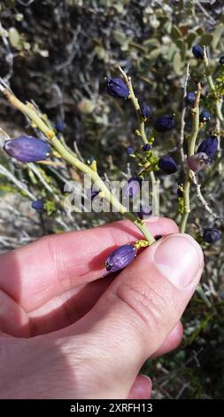 Turpentine Broom (Thamnosma montana) Plantae Stock Photo - Alamy