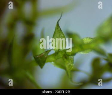 tangled thread moss (Hygroamblystegium varium) Plantae Stock Photo - Alamy