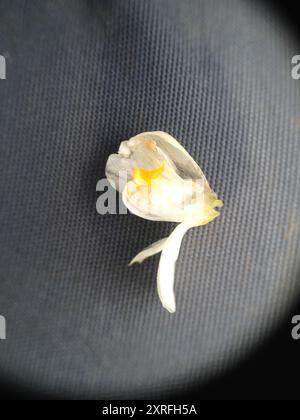 Balloon Vines and Heartseed (Cardiospermum) Plantae Stock Photo - Alamy