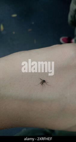 (Aedes vigilax) Insecta Stock Photo - Alamy