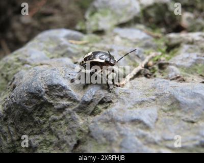 Clown Stink Bug (Poecilocoris lewisi Stock Photo - Alamy