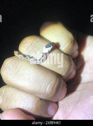 Ornate Cat-eyed Snake (Leptodeira ornata Stock Photo - Alamy