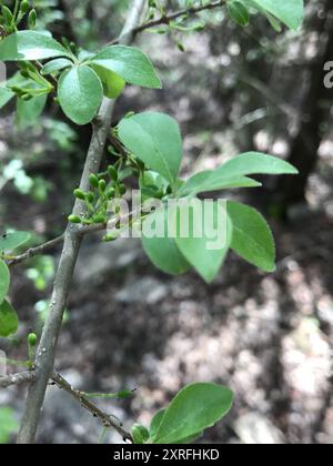 Stretchberry (Forestiera pubescens) Plantae Stock Photo - Alamy