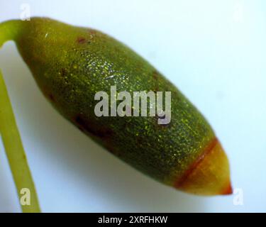 Wavy-leaf Moss (Plagiomnium ciliare) Plantae Stock Photo - Alamy
