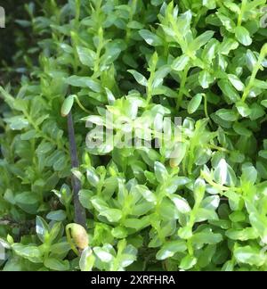 Wavy-leaf Moss (Plagiomnium ciliare) Plantae Stock Photo - Alamy