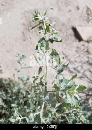 big saltbush (Atriplex lentiformis) Plantae Stock Photo - Alamy