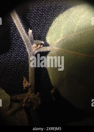 (Celtis pallida discolor) Plantae Stock Photo - Alamy