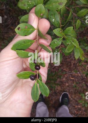 gallberry (Ilex glabra) Plantae Stock Photo - Alamy