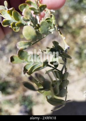 desert ironwood (Olneya tesota) Plantae Stock Photo - Alamy