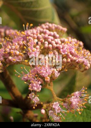 Formosan Beautyberry (Callicarpa formosana) Plantae Stock Photo - Alamy