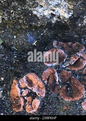 Blushing Scale (Psora decipiens) Fungi Stock Photo - Alamy