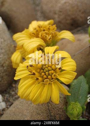 (Wedelia prostrata) Plantae Stock Photo - Alamy