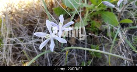 Funnel-Flower (Androstephium coeruleum) Plantae Stock Photo - Alamy